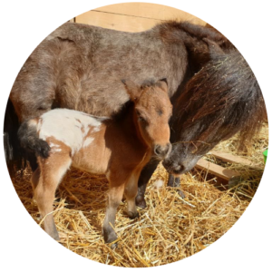 Snoopy AMHA | Natur der Pferde e. V.